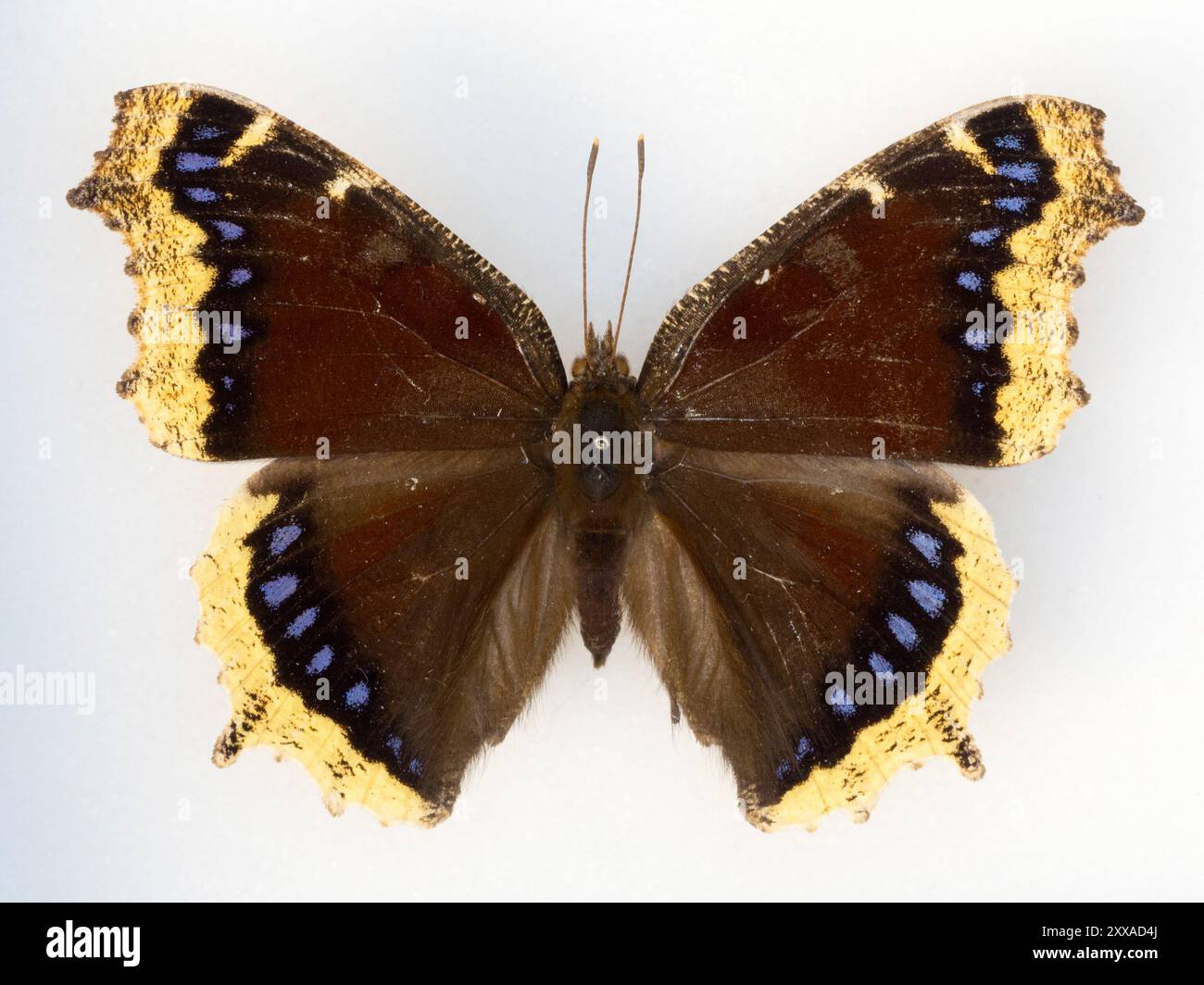Mourning Cloak (Nymphalis antiopa) Insecta Stock Photo - Alamy