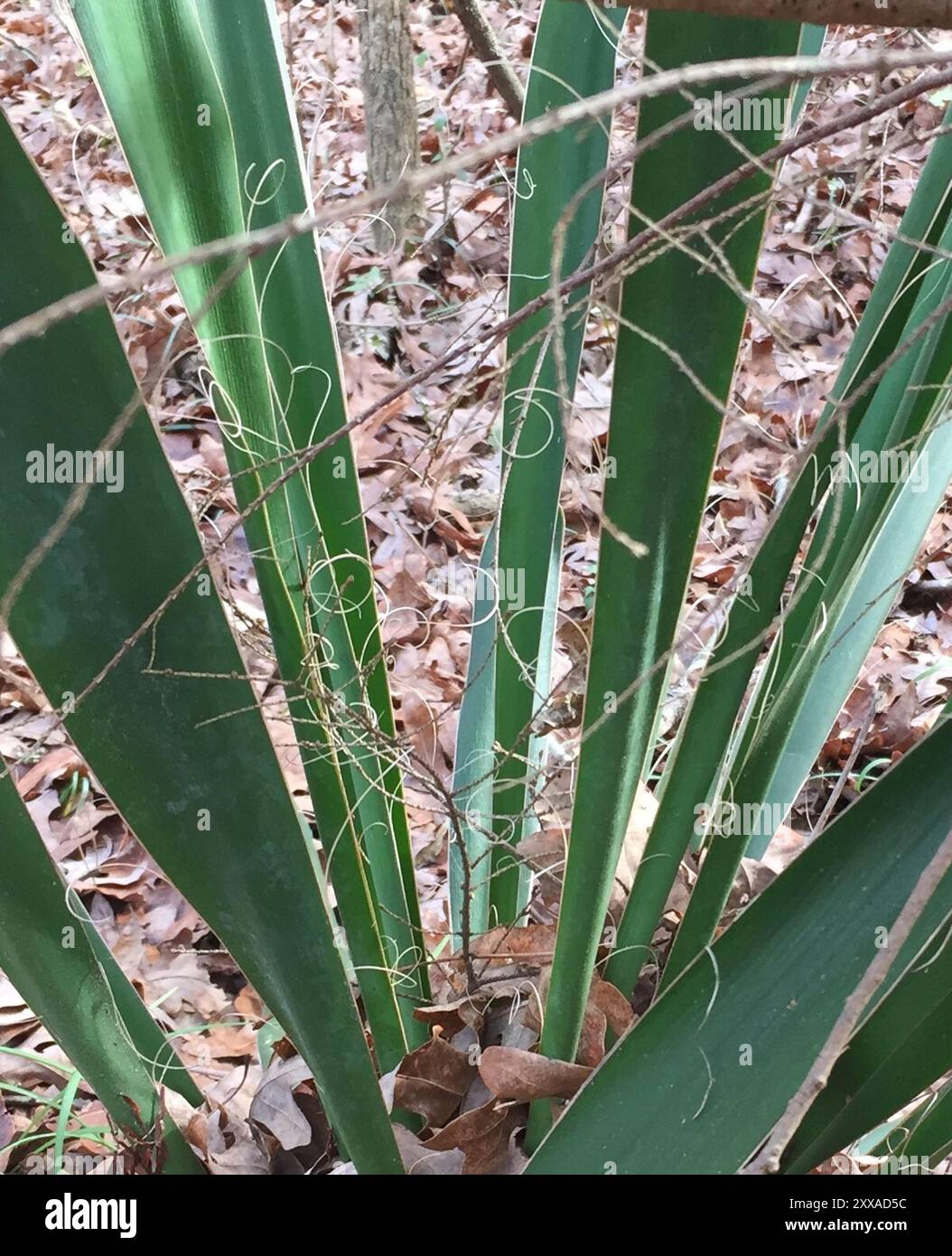 common yucca (Yucca filamentosa) Plantae Stock Photo - Alamy