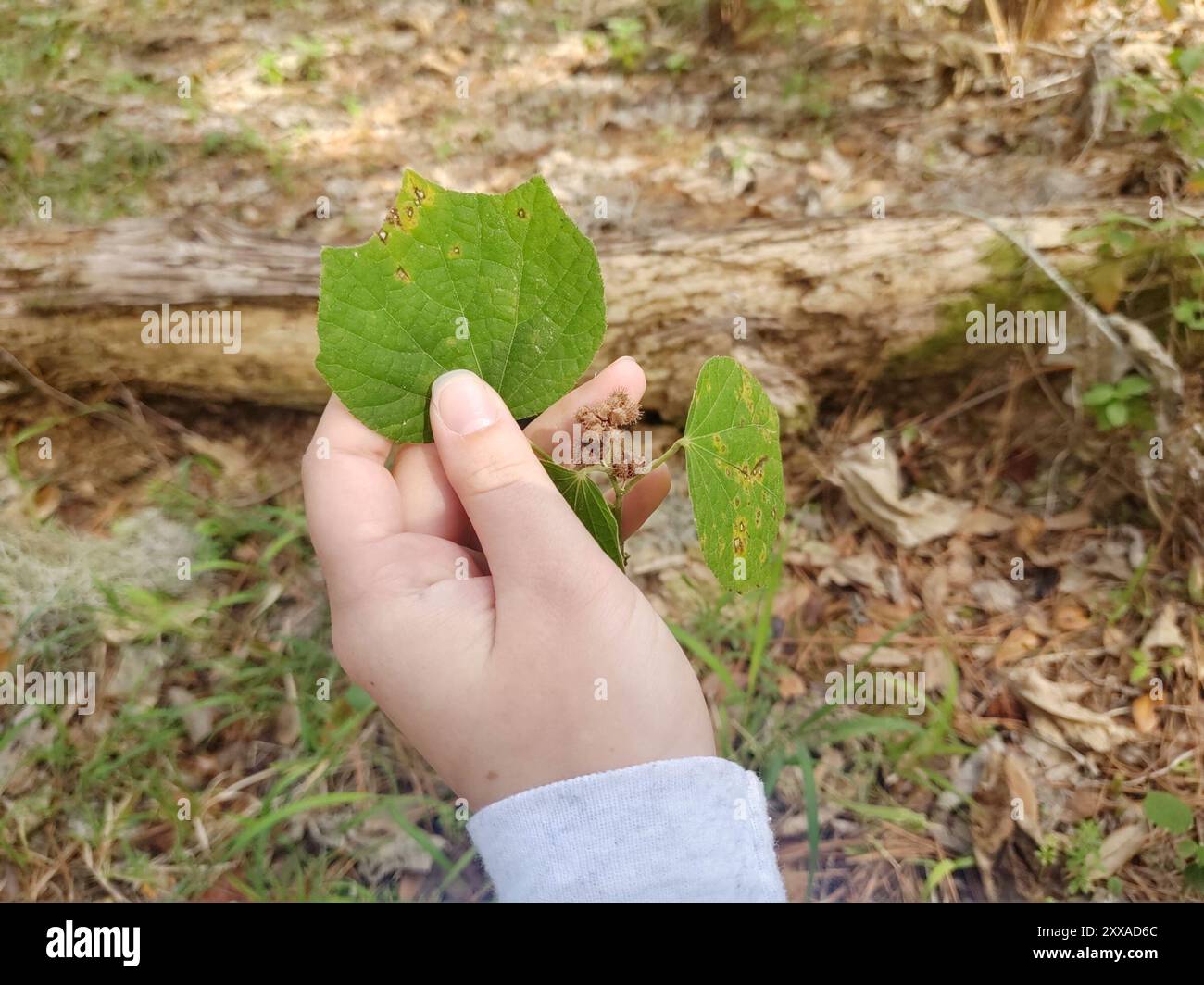 Caesar weed (Urena lobata) Plantae Stock Photo - Alamy