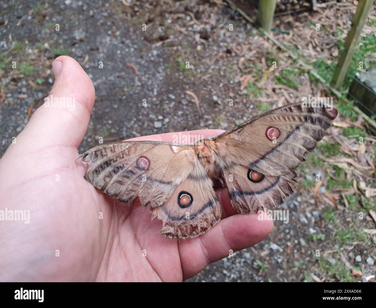 Emperor Gum Moth (Opodiphthera eucalypti) Insecta Stock Photo - Alamy