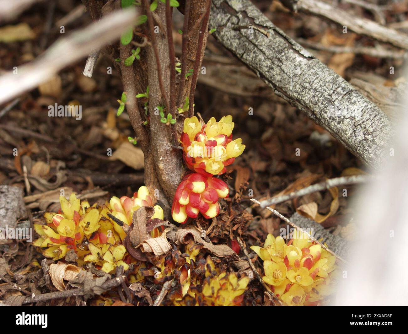 Yellow Cytinus (Cytinus hypocistis) Plantae Stock Photo - Alamy