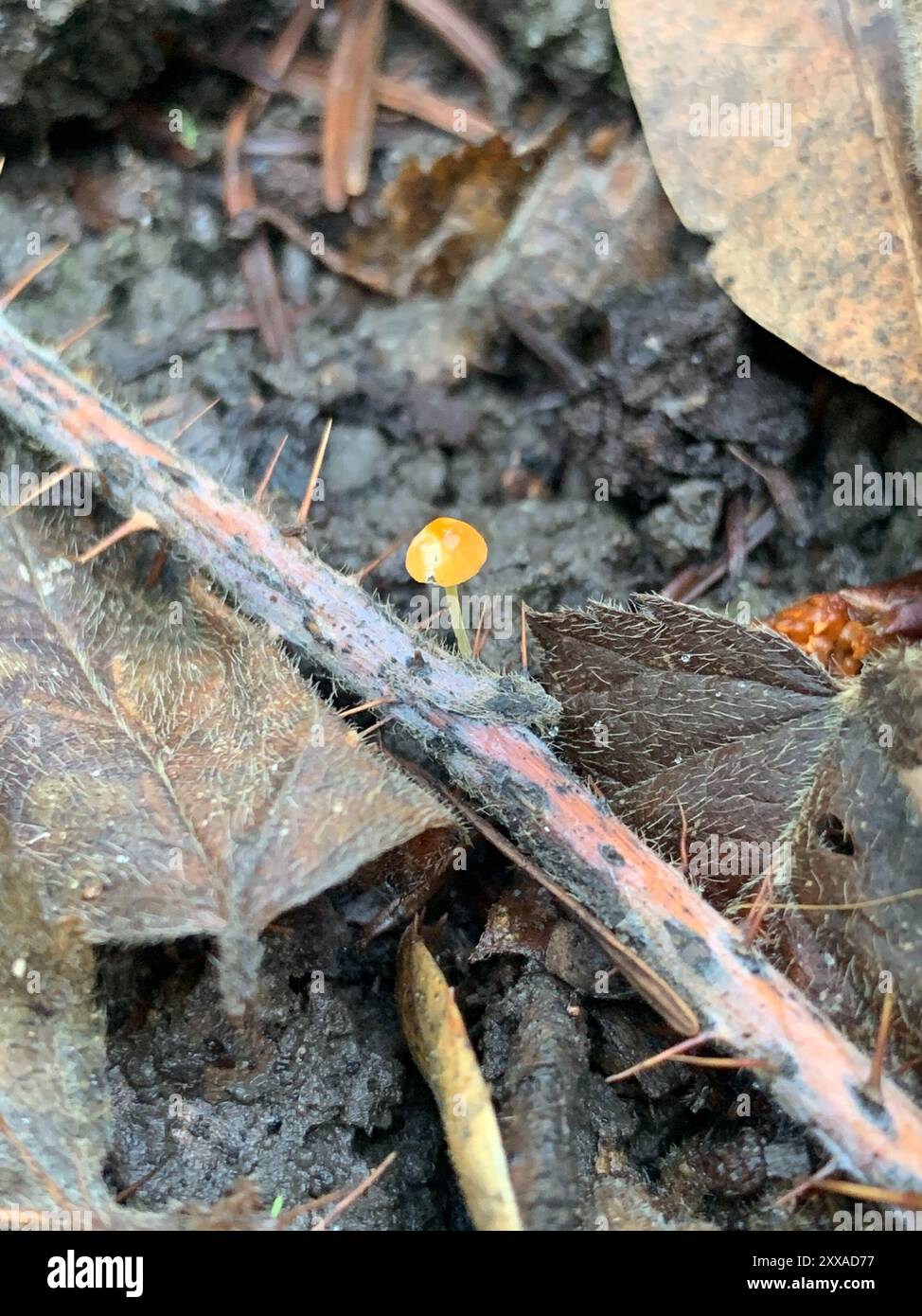 orange bonnet (Mycena acicula) Fungi Stock Photo - Alamy