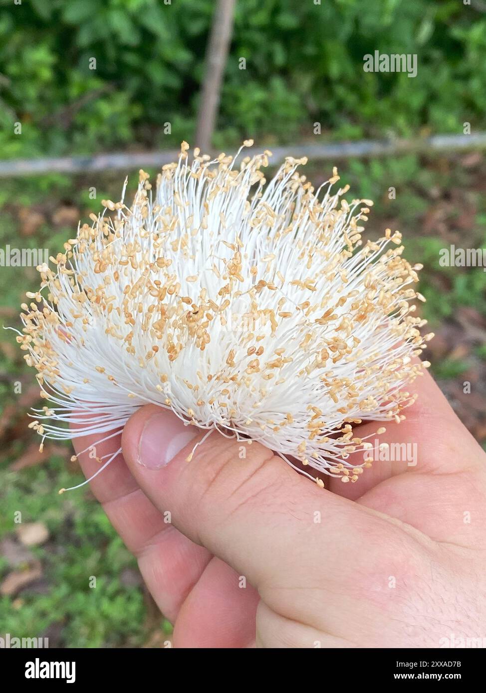 Barrigon Kapoktree (Pseudobombax septenatum) Plantae Stock Photo - Alamy