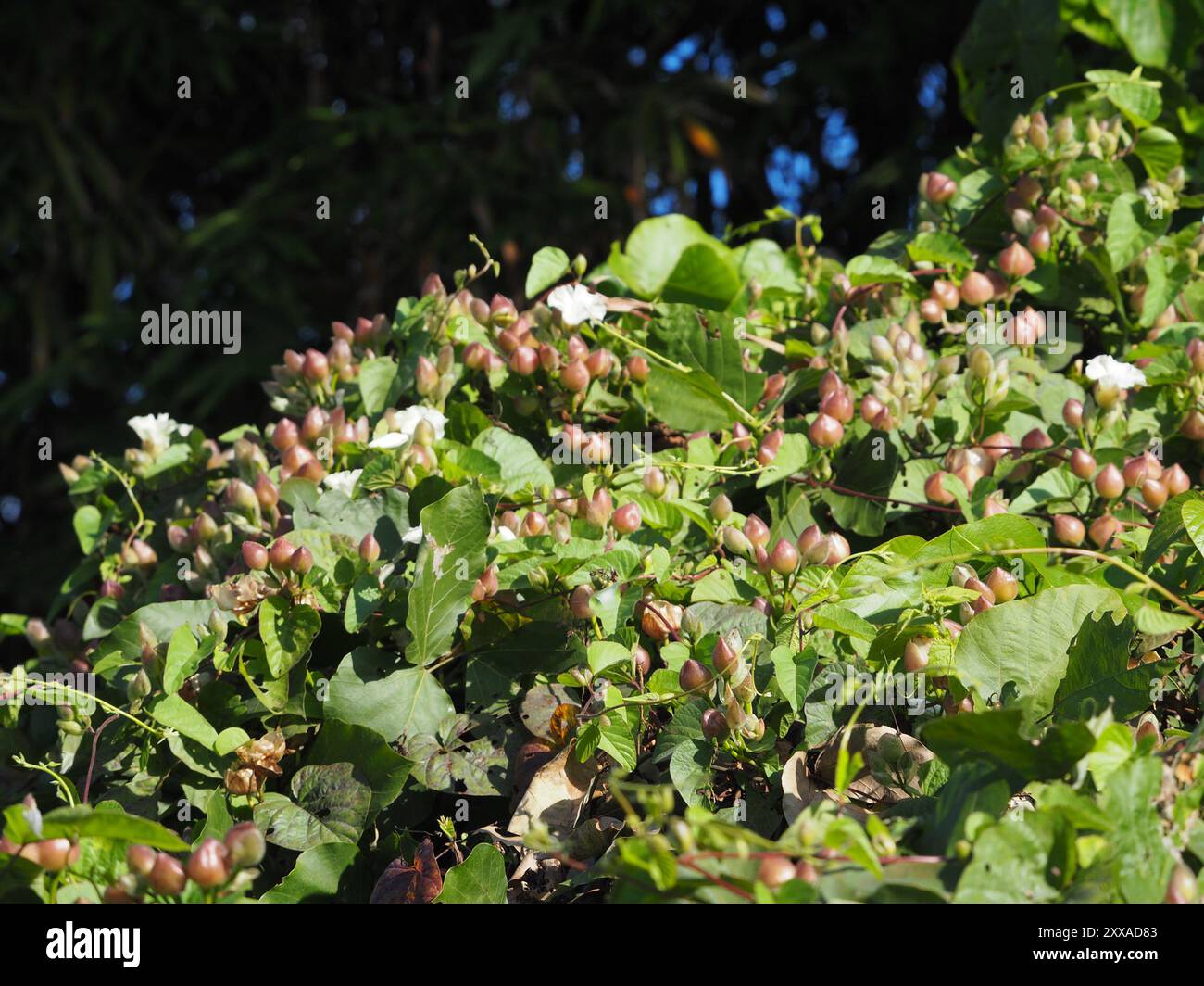 Turpeth (Operculina turpethum) Plantae Stock Photo - Alamy