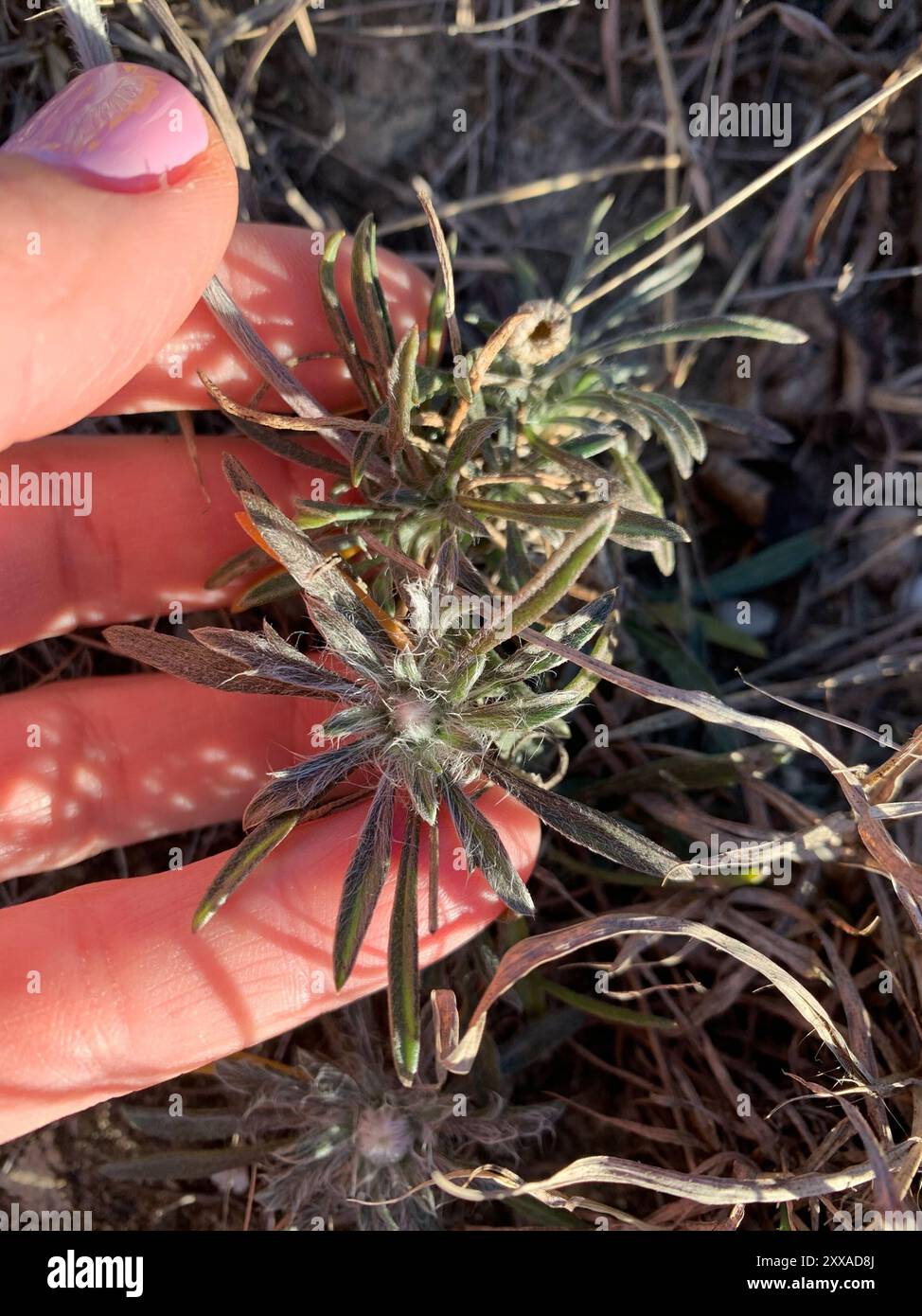 Stemmy Four-nerved Daisy (Tetraneuris scaposa) Plantae Stock Photo - Alamy