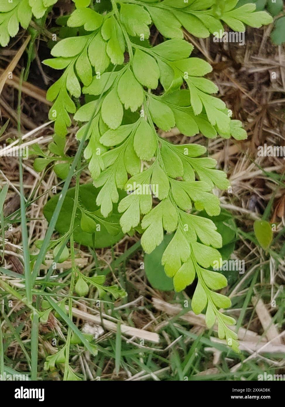 Pine fern (Anemia adiantifolia) Plantae Stock Photo - Alamy