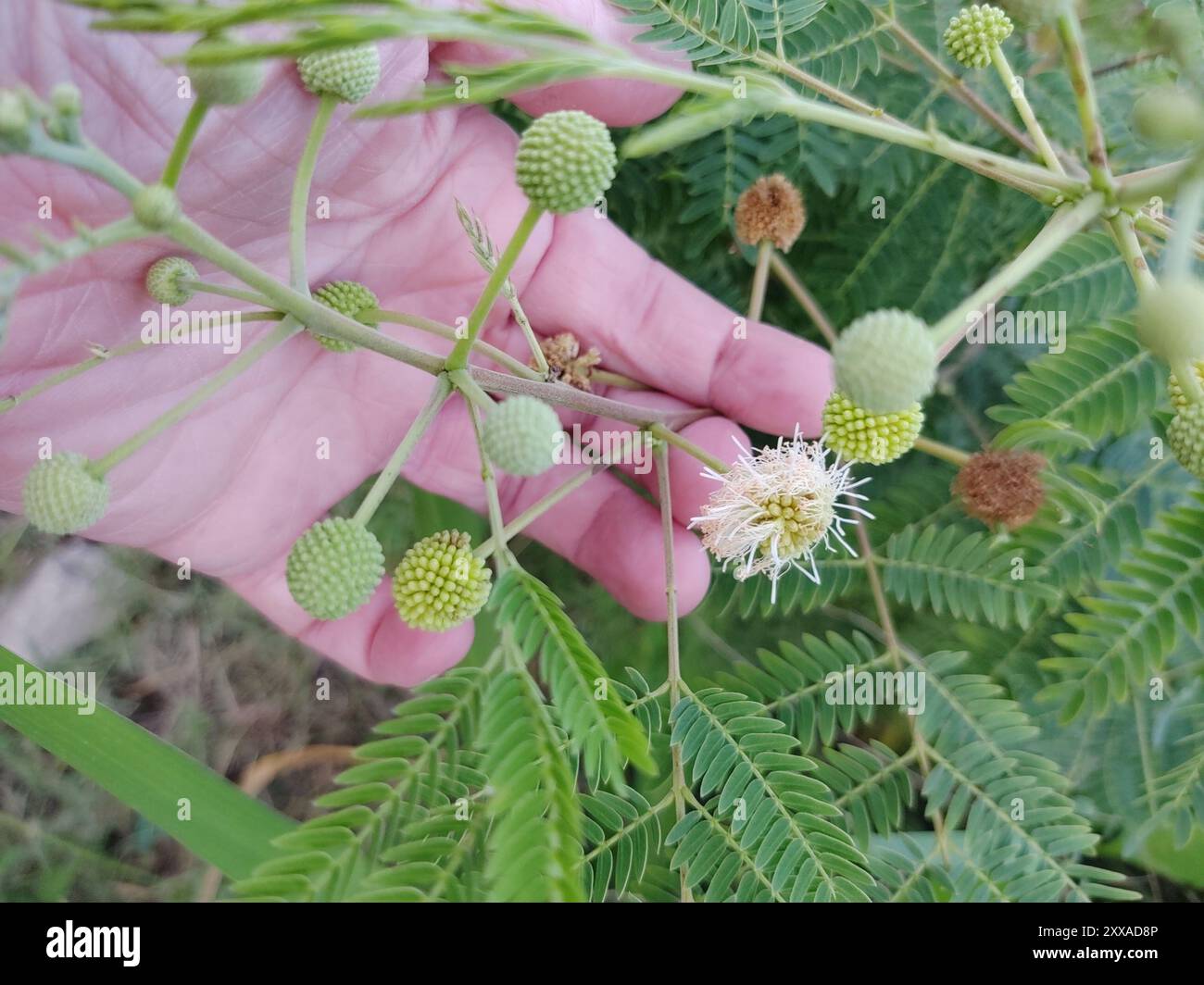 White leadtree (Leucaena leucocephala) Plantae Stock Photo - Alamy