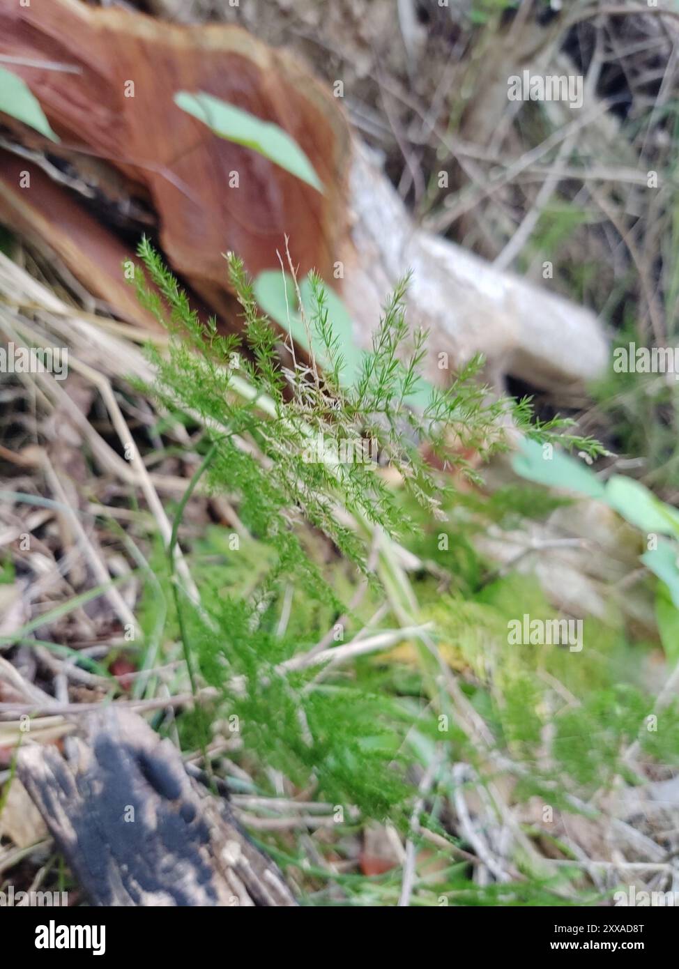 Common Asparagus Fern (Asparagus setaceus) Plantae Stock Photo - Alamy