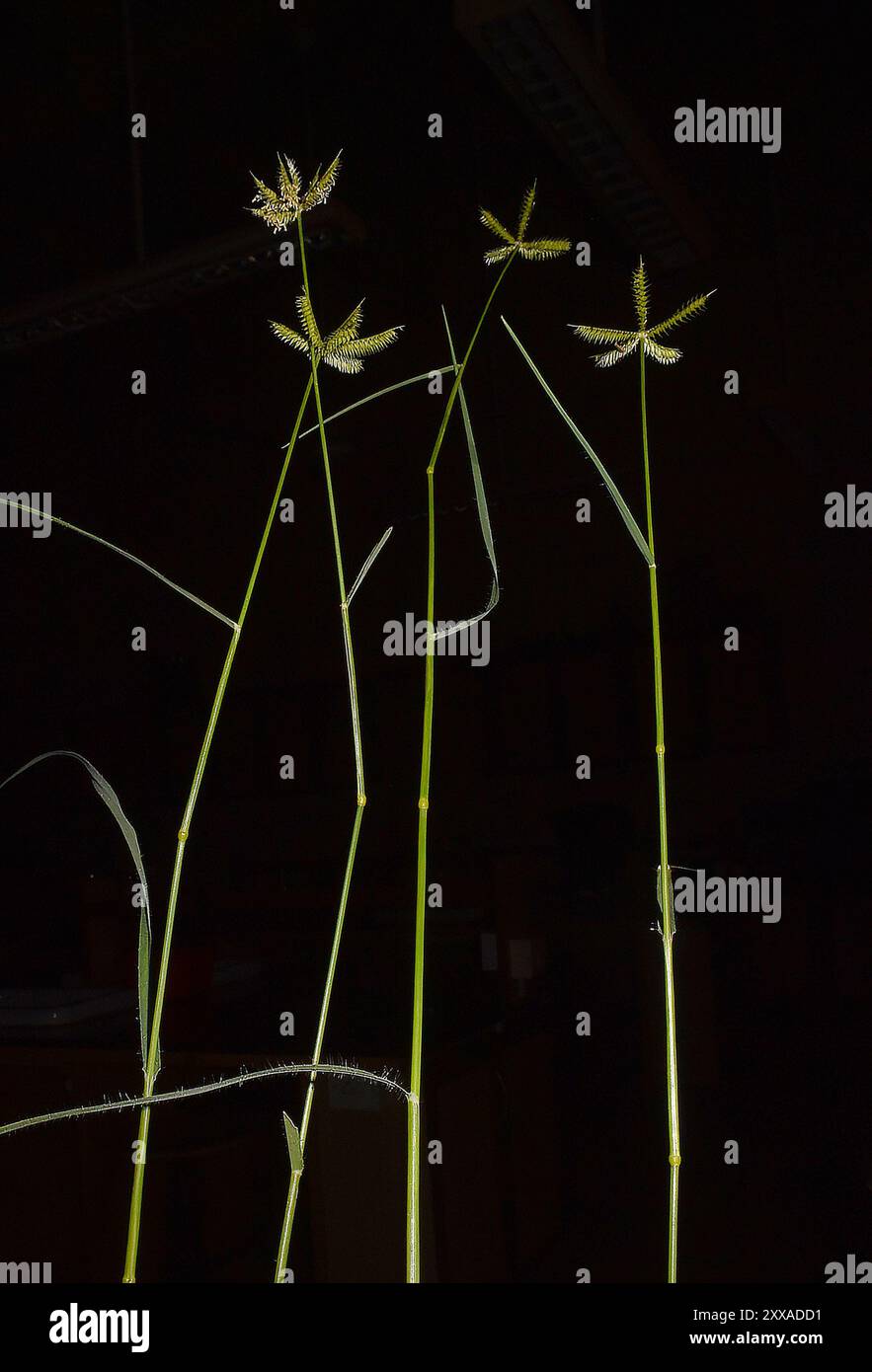 (Dactyloctenium scindicum) Plantae Stock Photo - Alamy