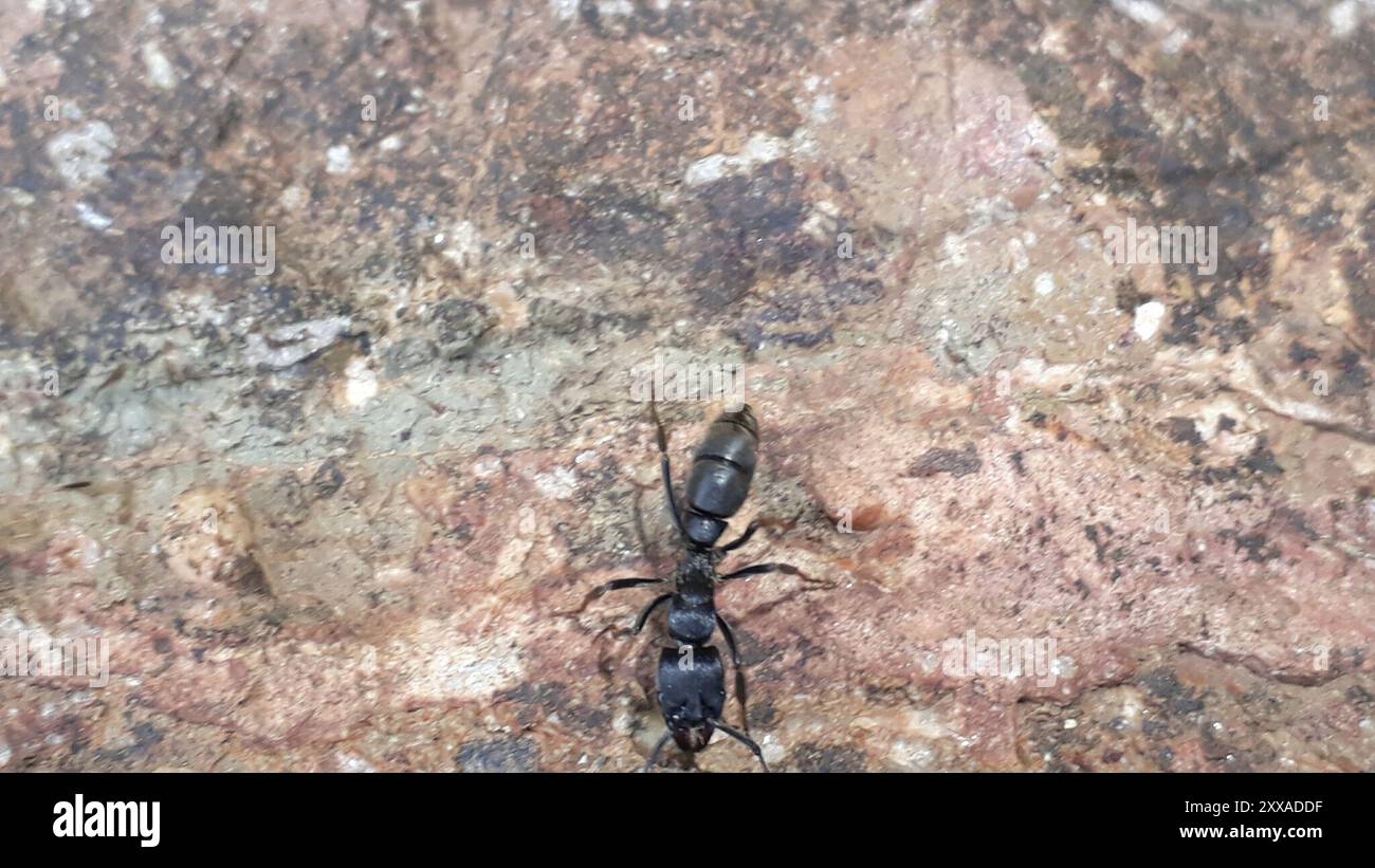 Pachycondyla Panther Ants (Pachycondyla) Insecta Stock Photo - Alamy
