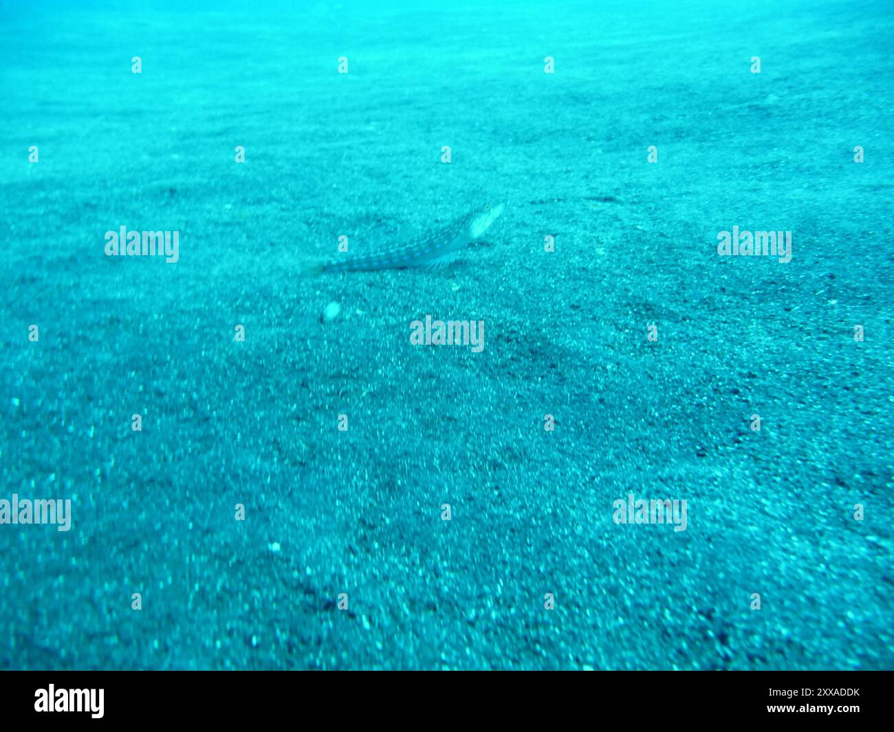 Atlantic Lizardfish (Synodus saurus) Actinopterygii Stock Photo - Alamy