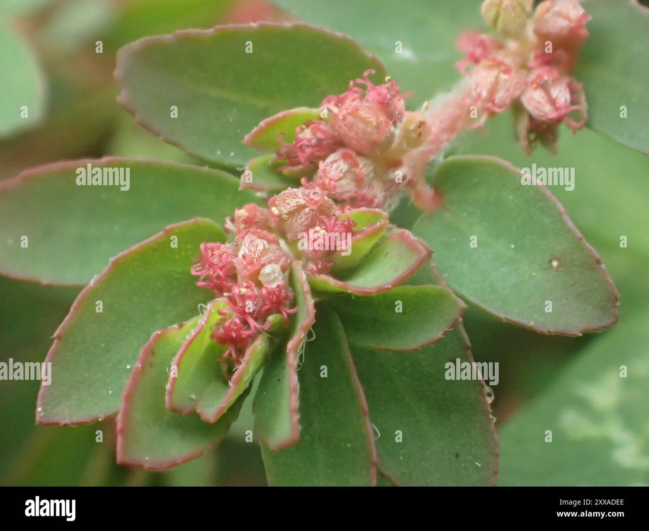 Red Caustic-creeper (Euphorbia thymifolia) Plantae Stock Photo - Alamy