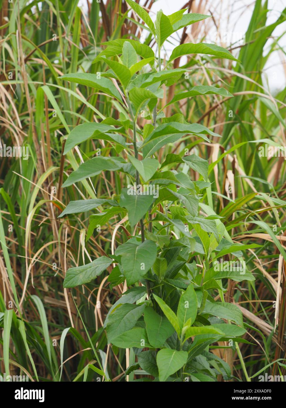 River Bittertea (Gymnanthemum amygdalinum) Plantae Stock Photo - Alamy