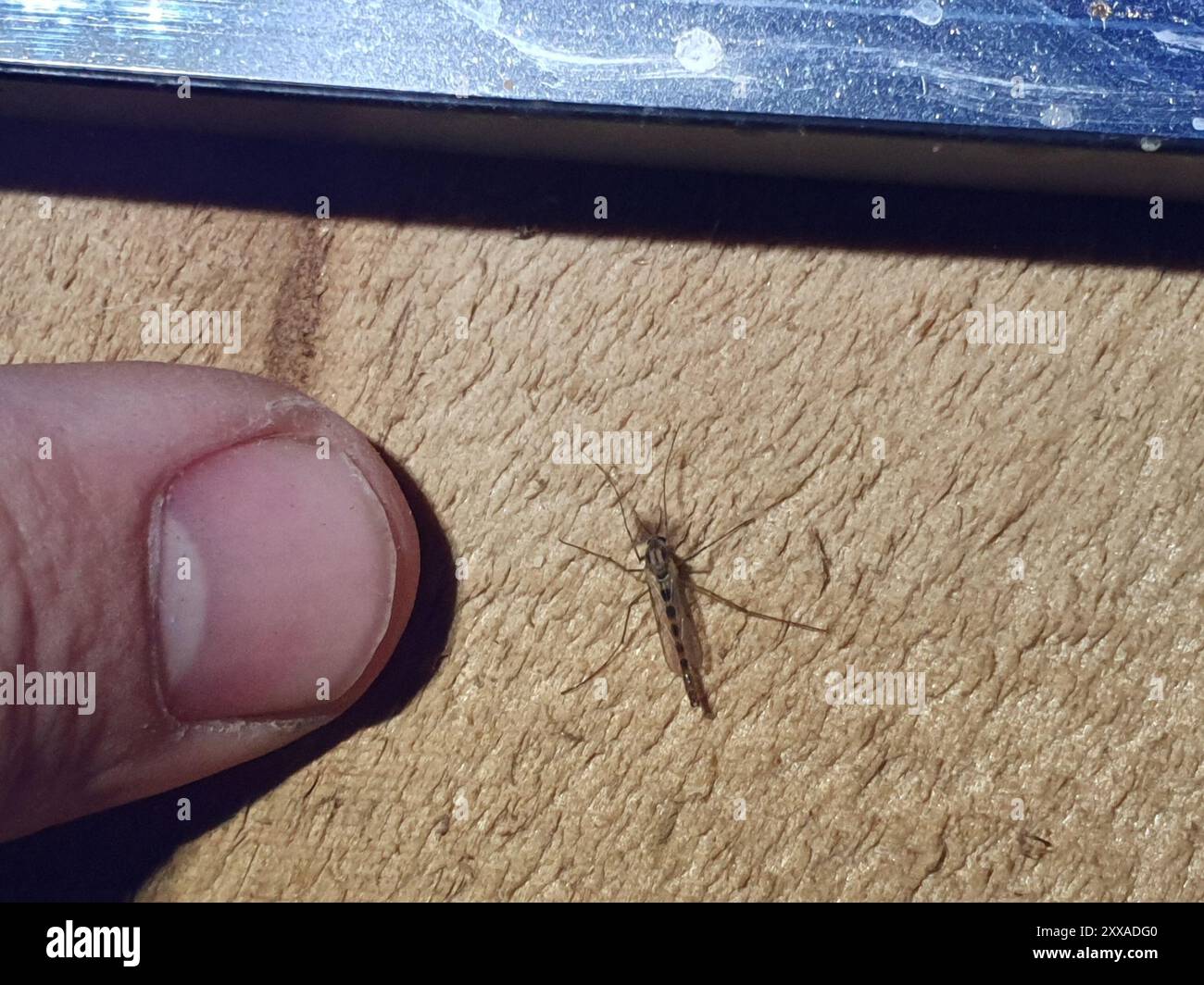 Non-biting Midges (Chironomidae) Insecta Stock Photo - Alamy