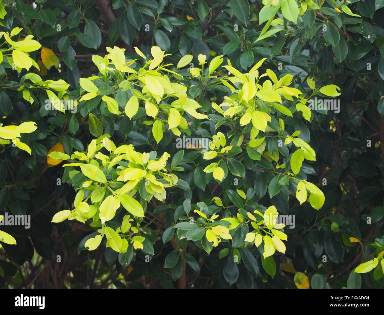 Chinese banyan (Ficus microcarpa) Plantae Stock Photo - Alamy