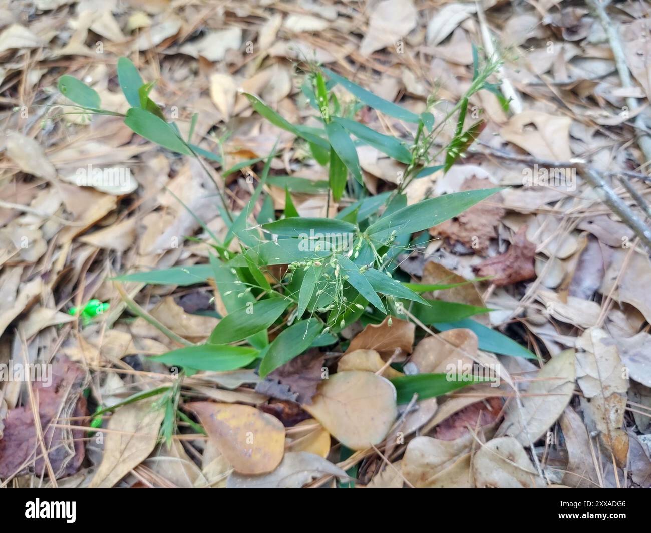variable witchgrass (Dichanthelium commutatum) Plantae Stock Photo - Alamy
