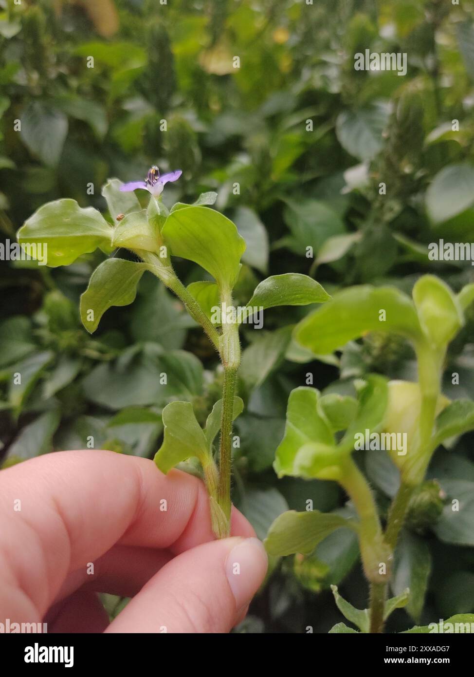 tropical spiderwort (Commelina benghalensis) Plantae Stock Photo - Alamy