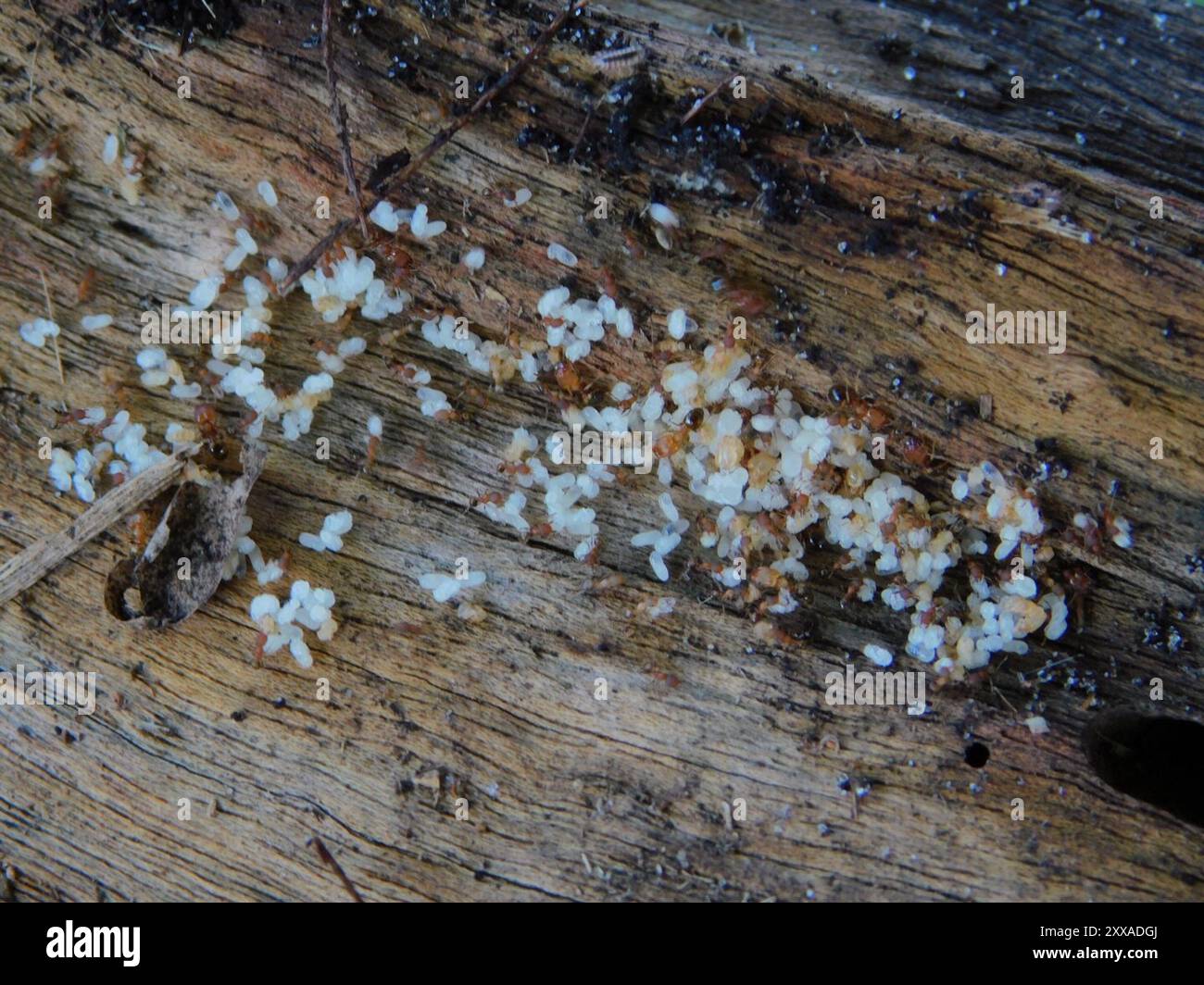 flavens-group Big-headed Ants (Pheidole flavens) Insecta Stock Photo ...