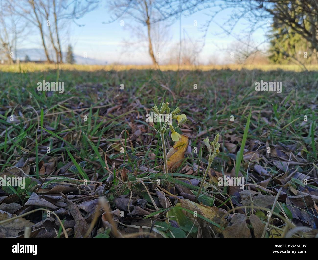 Oxlip (Primula elatior) Plantae Stock Photo - Alamy
