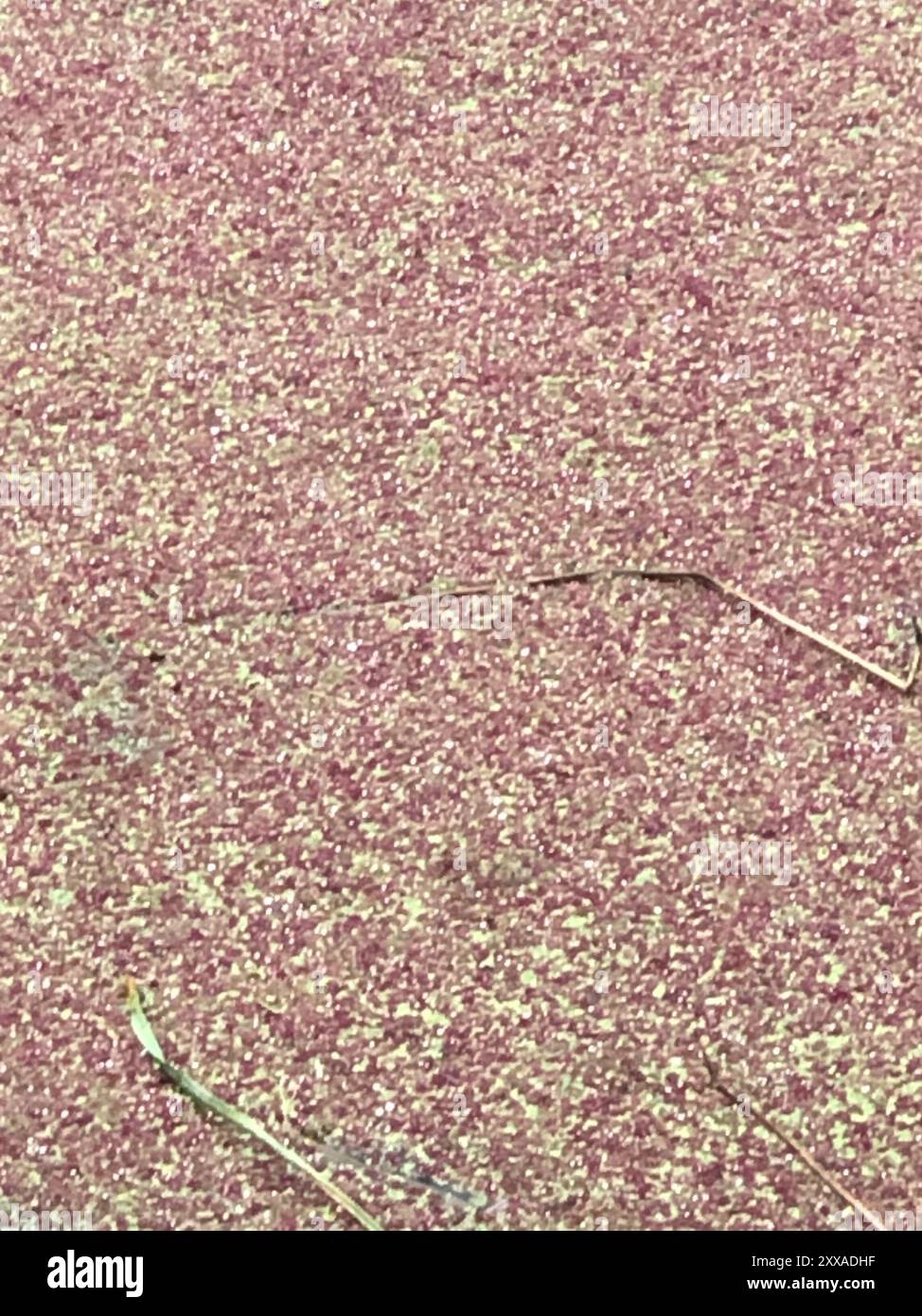 red algae (Rhodophyta) Plantae Stock Photo - Alamy