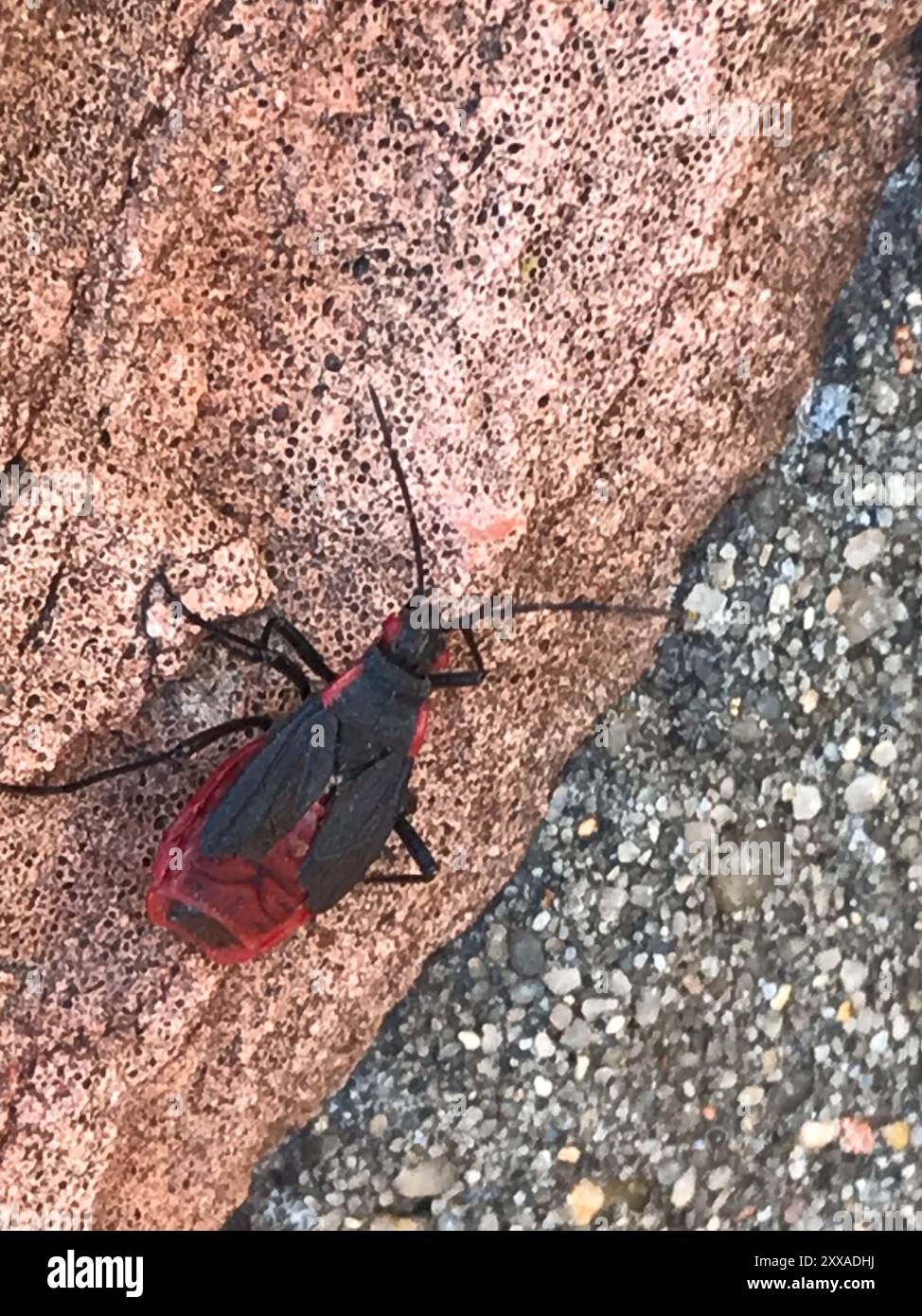 Red-shouldered Bug (Jadera haematoloma) Insecta Stock Photo - Alamy