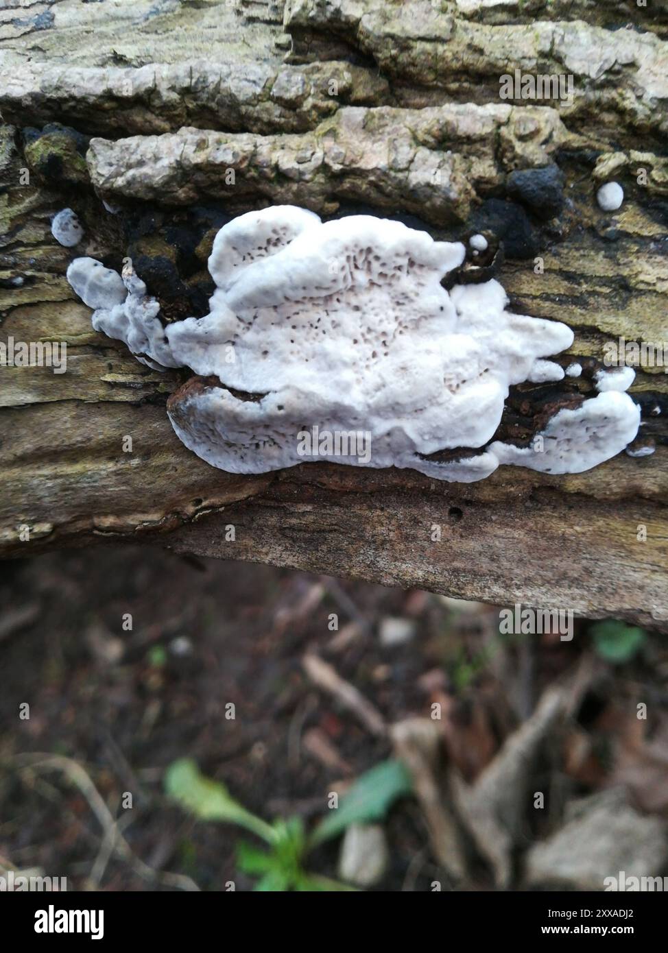 shelf fungi (Polyporales) Fungi Stock Photo - Alamy