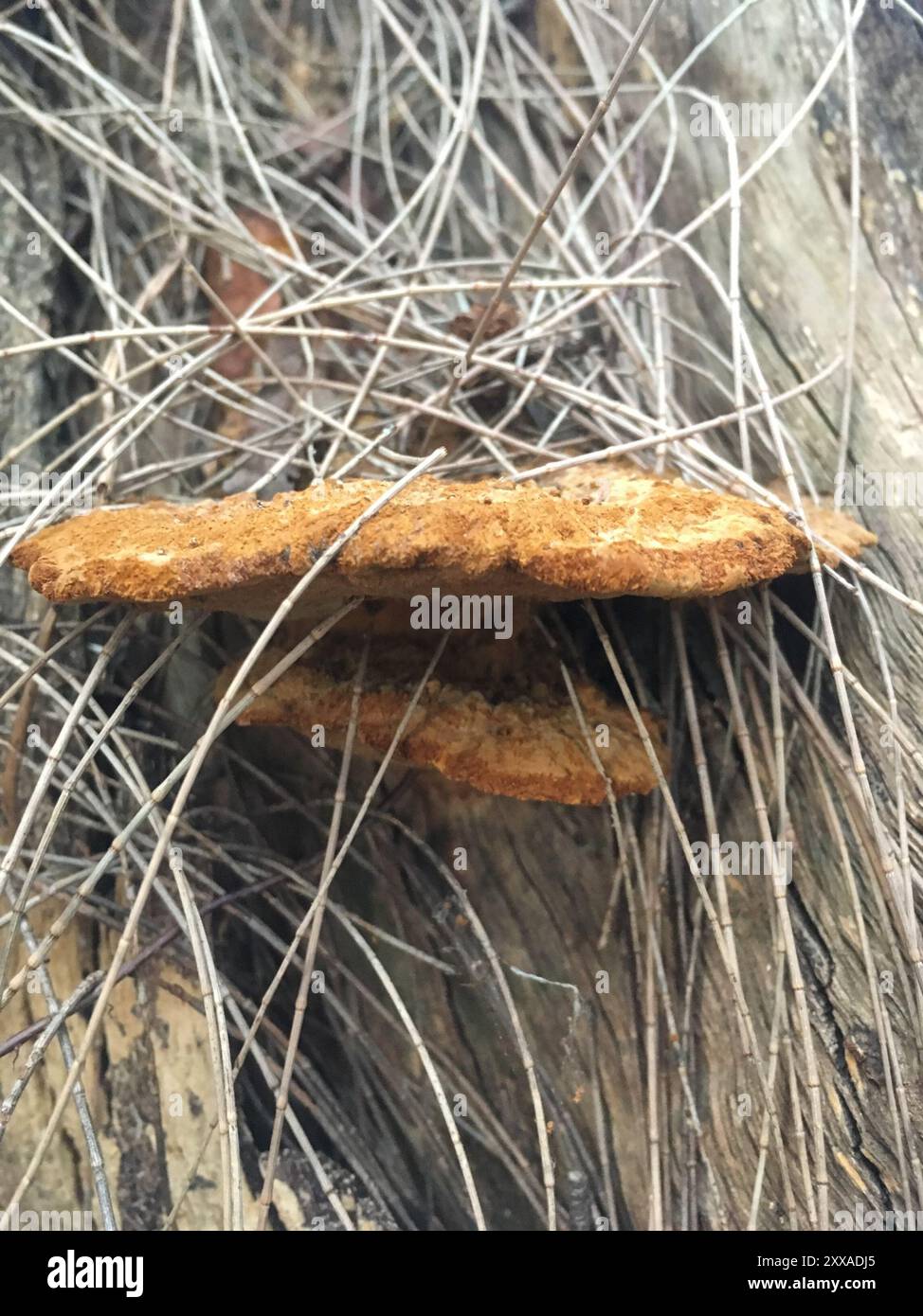 shelf fungi (Polyporales) Fungi Stock Photo - Alamy