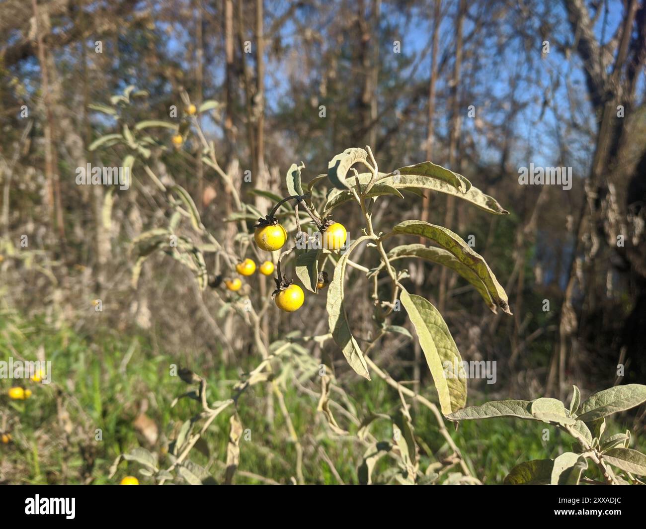 silverleaf nightshade (Solanum elaeagnifolium) Plantae Stock Photo - Alamy