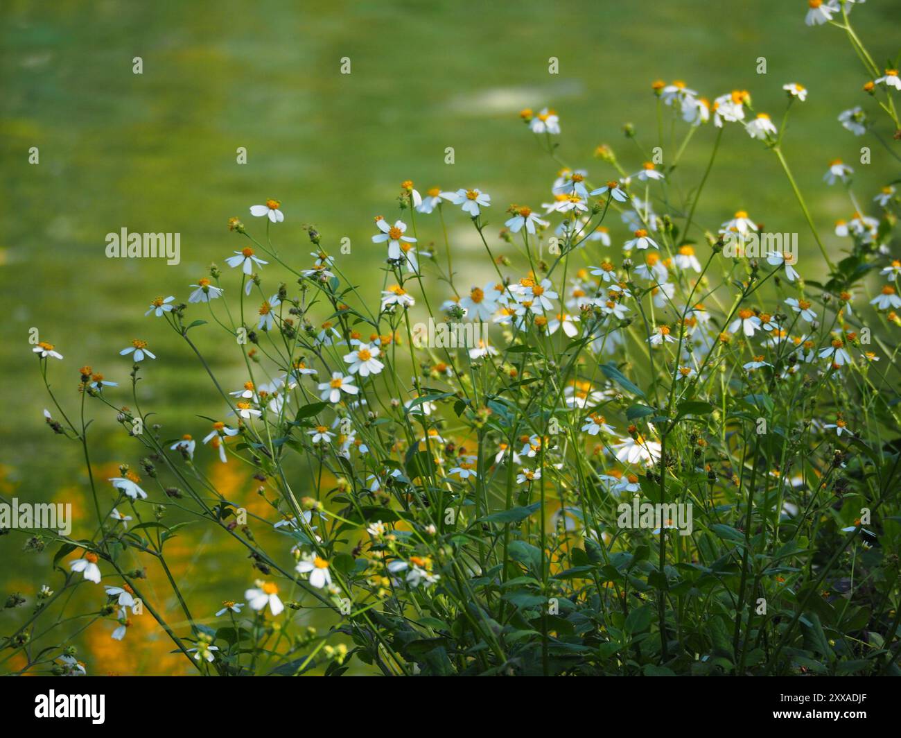 White beggarticks (Bidens alba) Plantae Stock Photo - Alamy