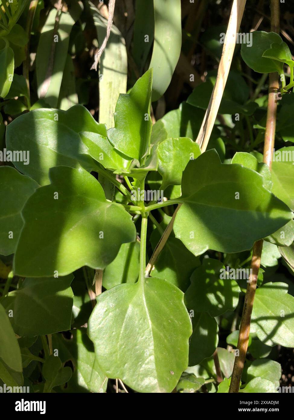 creeping groundsel (Senecio angulatus) Plantae Stock Photo - Alamy