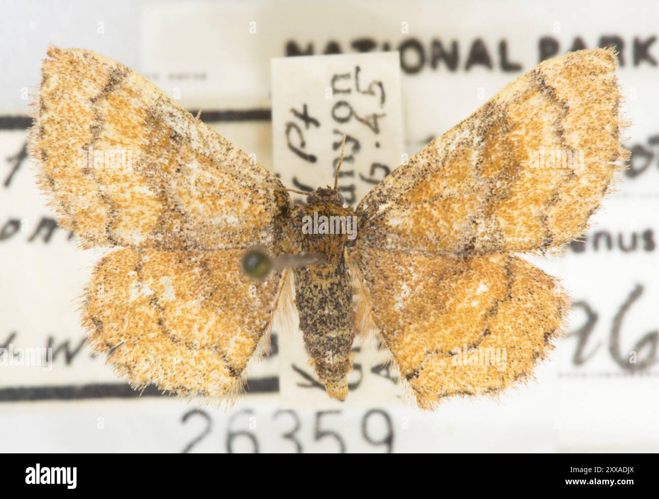 Dark-ribboned Wave Moth (Leptostales rubromarginaria) Insecta Stock ...