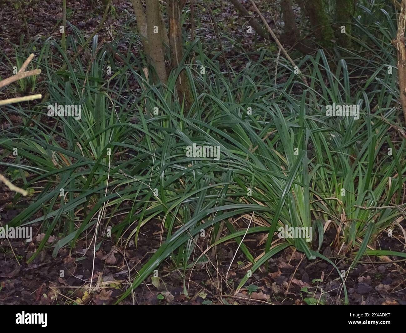 Hanging sedge (Carex pendula) Plantae Stock Photo - Alamy