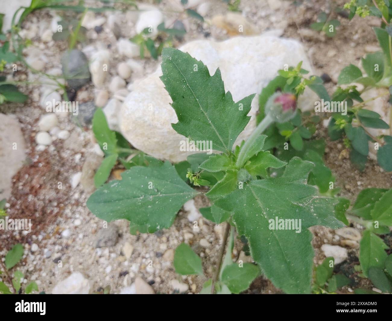 Tridax daisy (Tridax procumbens) Plantae Stock Photo - Alamy