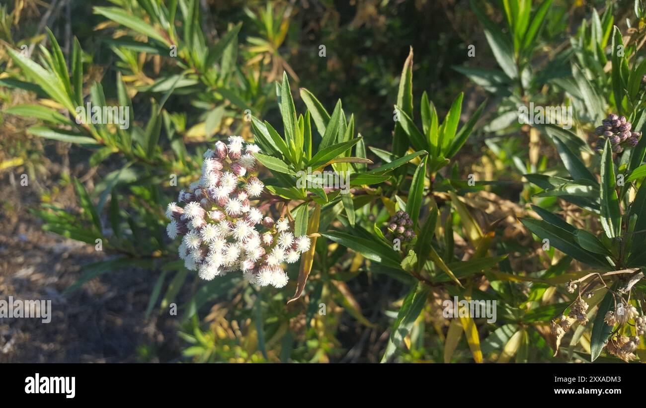 mule fat (Baccharis salicifolia) Plantae Stock Photo - Alamy