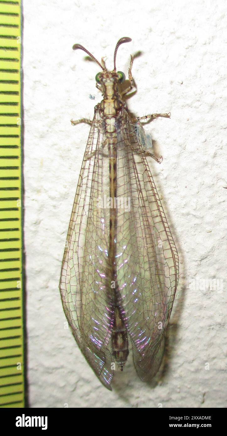 Pit-trapping Antlions (Myrmeleontini) Insecta Stock Photo - Alamy