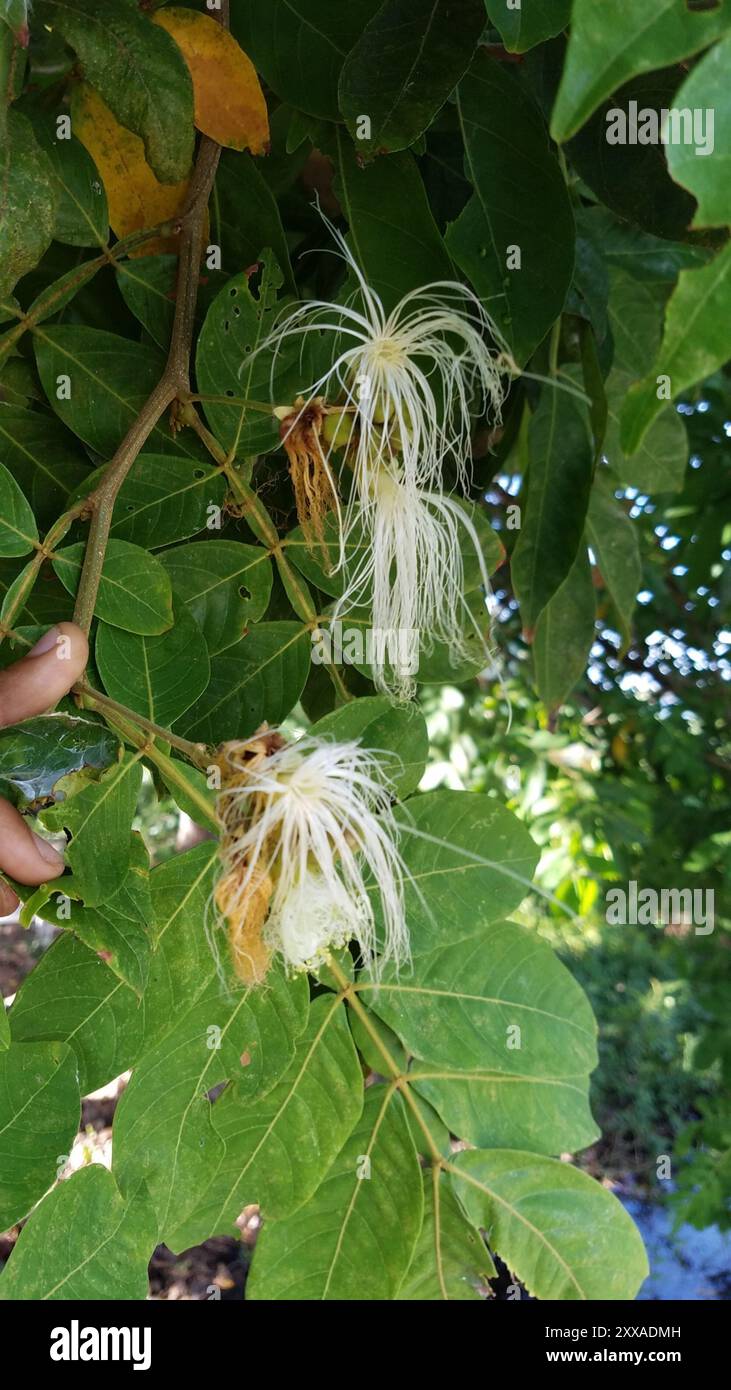 river koko (Inga vera) Plantae Stock Photo - Alamy