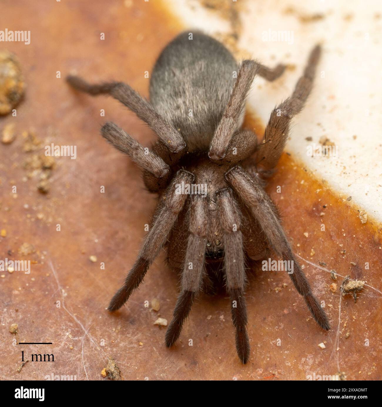Stealthy Ground Spiders (Gnaphosidae) Arachnida Stock Photo - Alamy