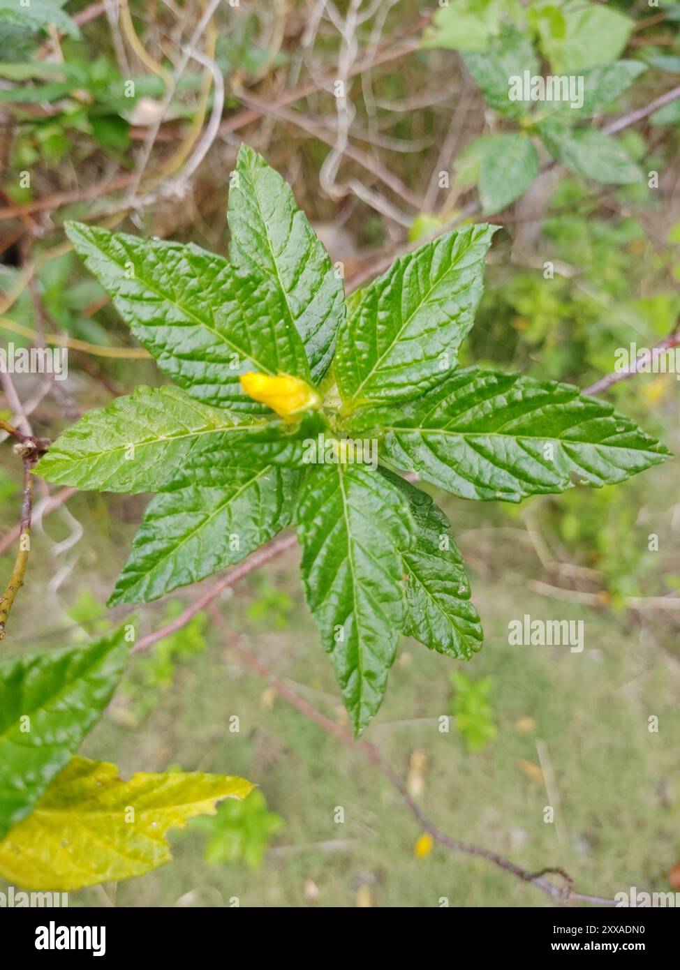Yellow alder (Turnera ulmifolia) Plantae Stock Photo - Alamy