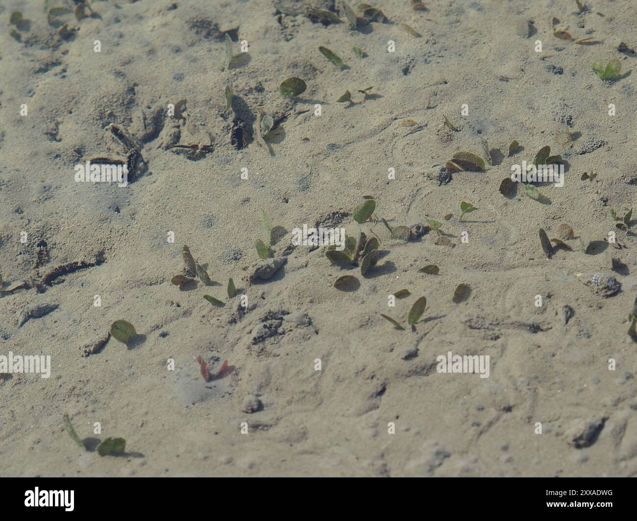 Sea Wrack (Halophila ovalis) Plantae Stock Photo - Alamy