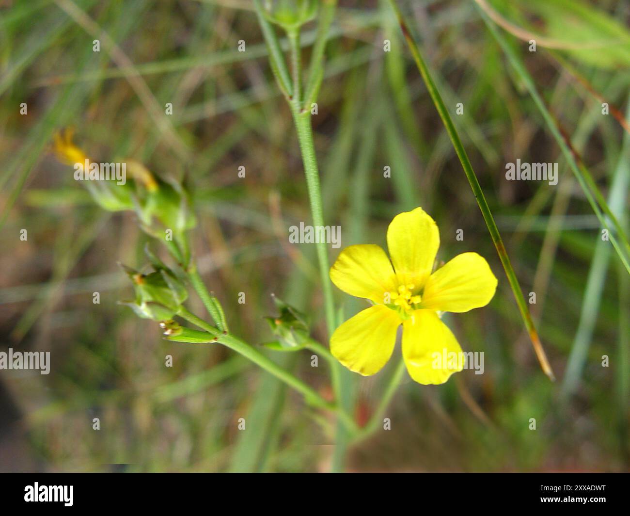Wild Flax (Linum thunbergii) Plantae Stock Photo - Alamy