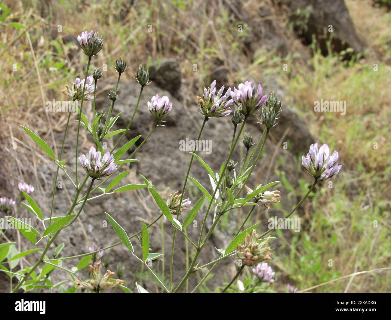 arabian pea (Bituminaria bituminosa) Plantae Stock Photo - Alamy