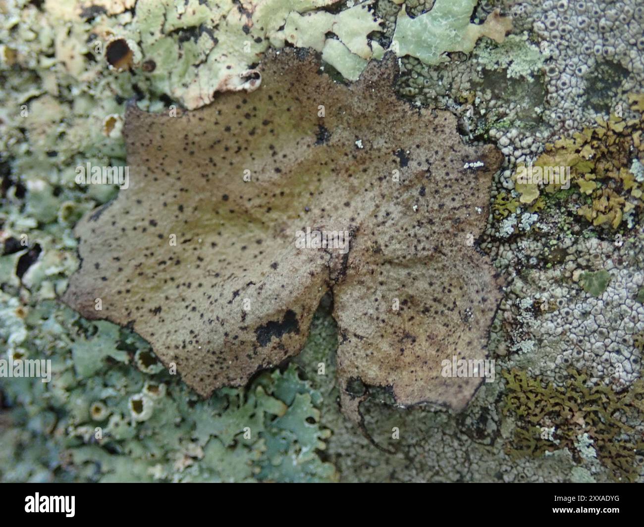 Rocktripes, Toadskin Lichens, and allies (Umbilicariaceae) Fungi Stock ...