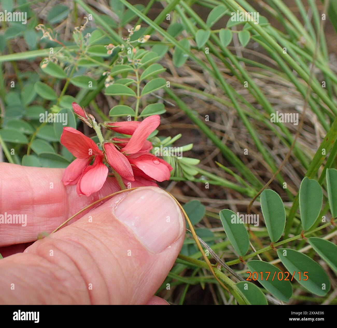 Bright Indigo (Indigofera sanguinea) Plantae Stock Photo - Alamy