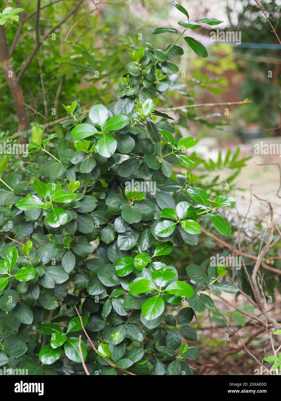 Japanese spindle tree (Euonymus japonicus) Plantae Stock Photo - Alamy
