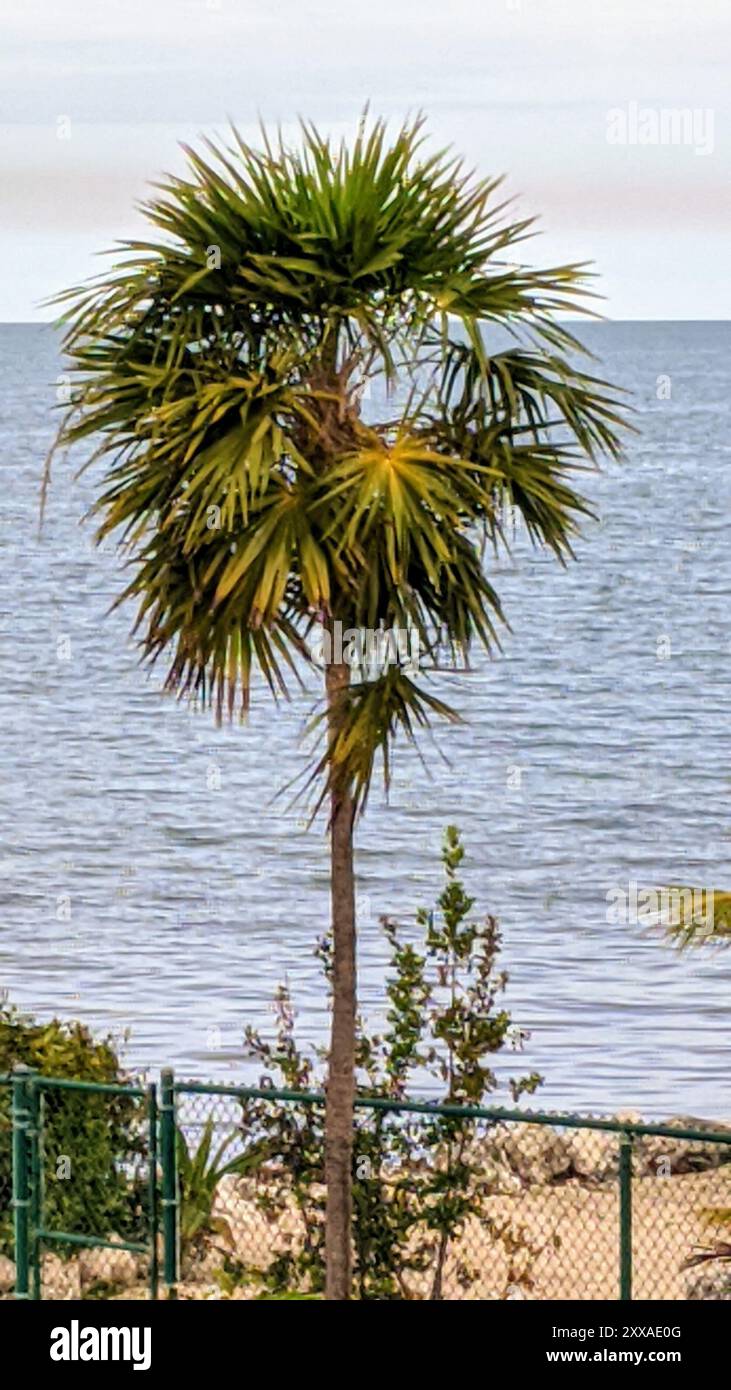 Florida Thatch Palm (Thrinax radiata) Plantae Stock Photo - Alamy