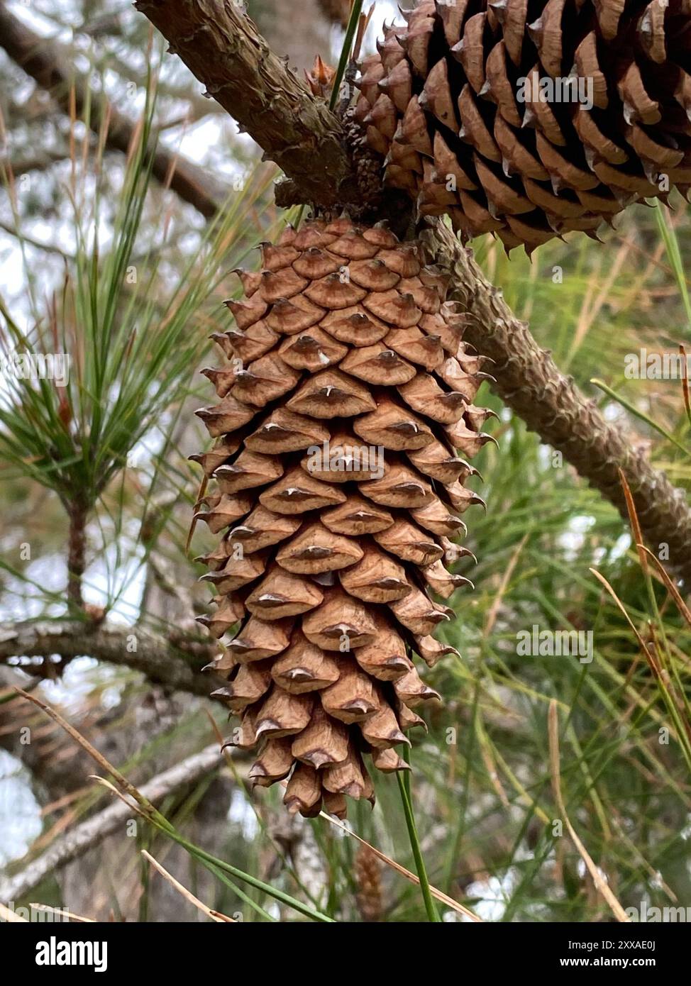 hard pines (Pinus) Plantae Stock Photo - Alamy