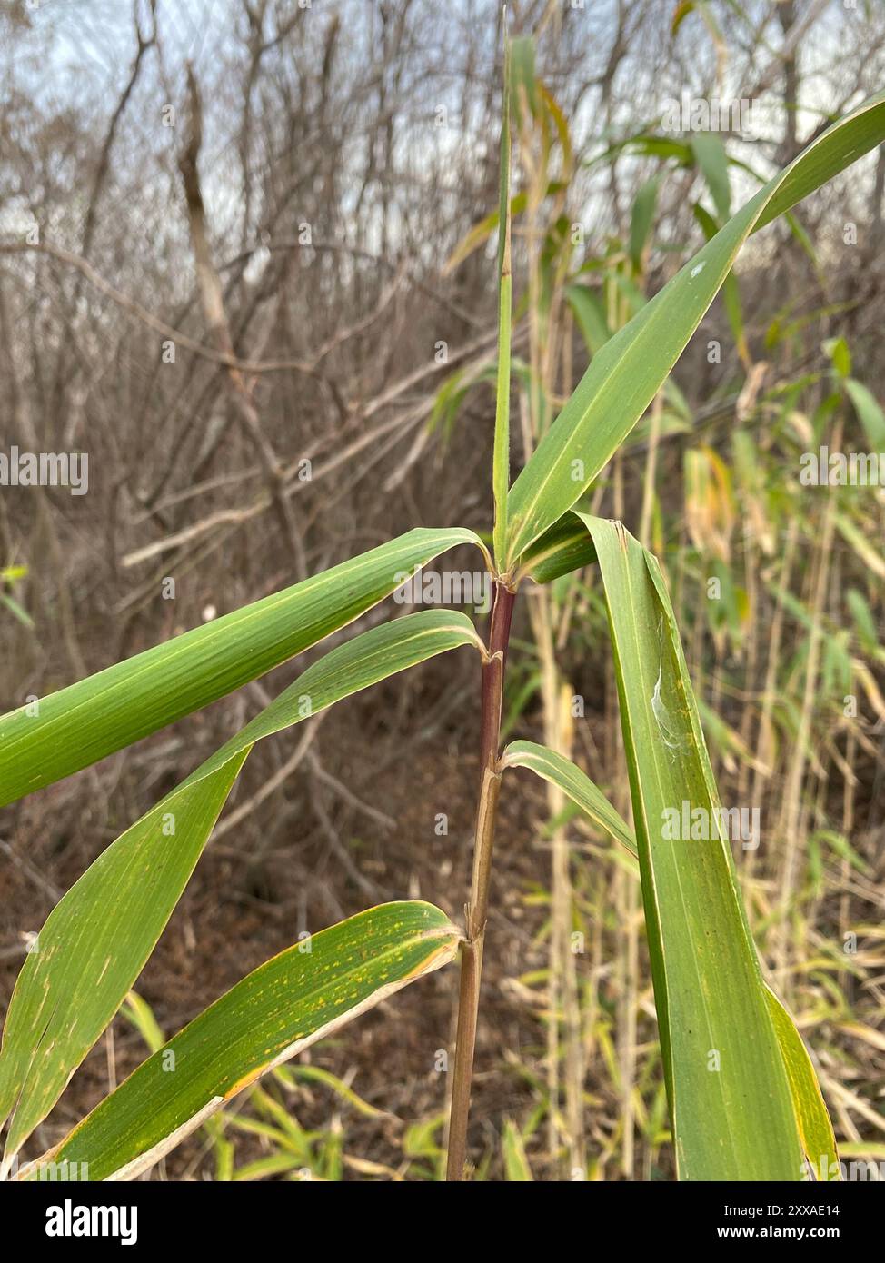 switch cane (Arundinaria tecta) Plantae Stock Photo - Alamy