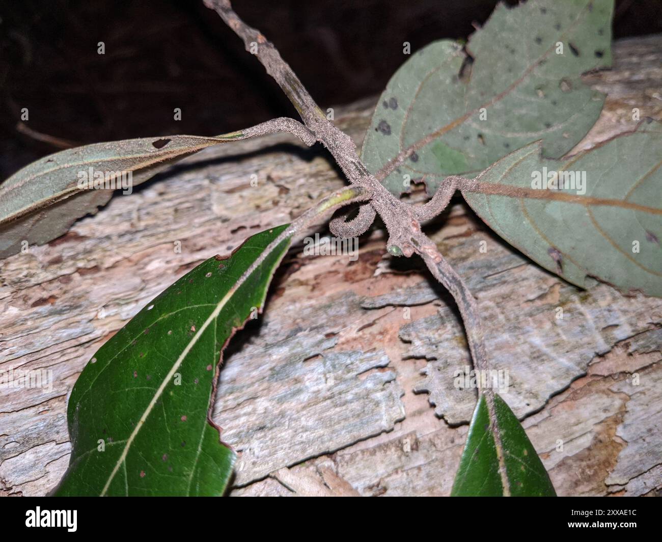 Swamp Bay (Persea palustris) Plantae Stock Photo - Alamy