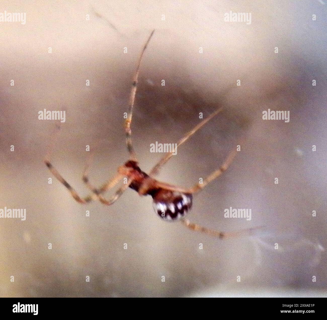 Triangulate Combfoot (Steatoda triangulosa) Arachnida Stock Photo - Alamy