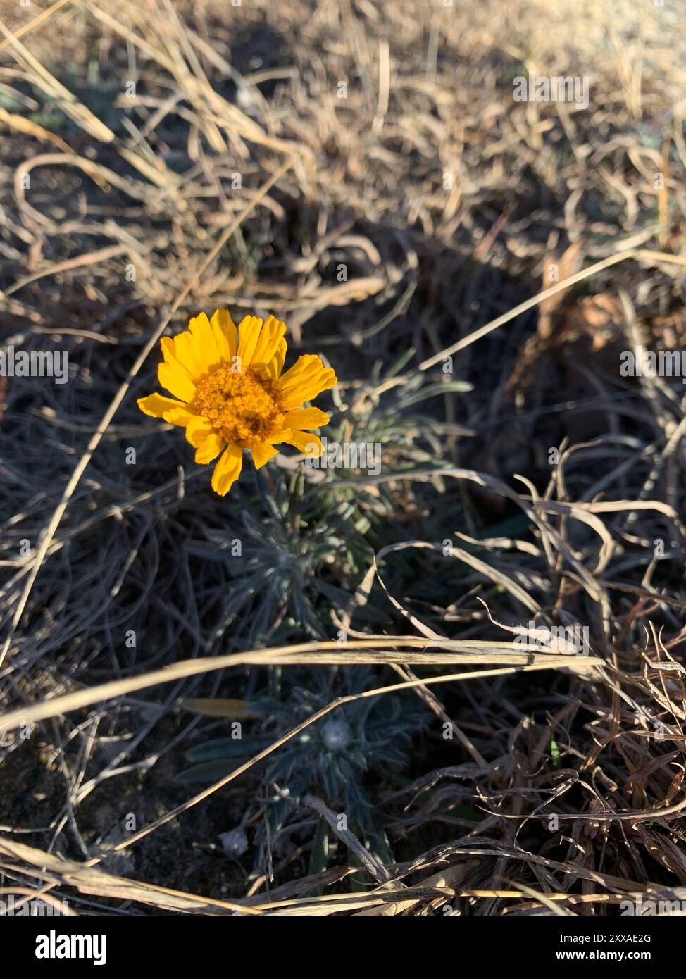 Stemmy Four-nerved Daisy (Tetraneuris scaposa) Plantae Stock Photo - Alamy